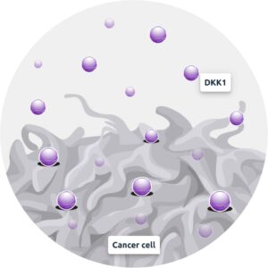 DKK1 - Leap Therapeutics, Inc.