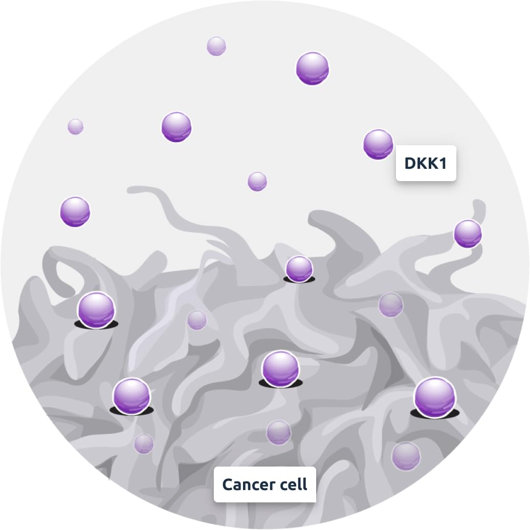 DKK1 - Leap Therapeutics, Inc.