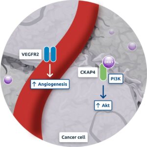DKK1 - Leap Therapeutics, Inc.